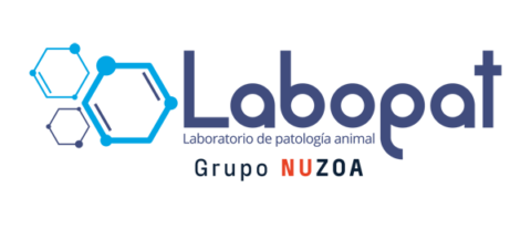 Servicios - Nuzoa